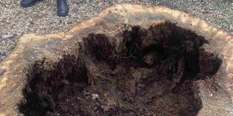 How to Tell if a Tree Is Rotten Inside in Fredericksburg, VA