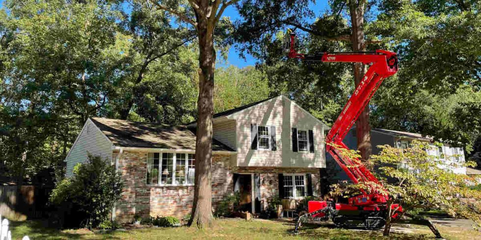 Tree Blocking Driveway - Here's What to Do in Fredericksburg